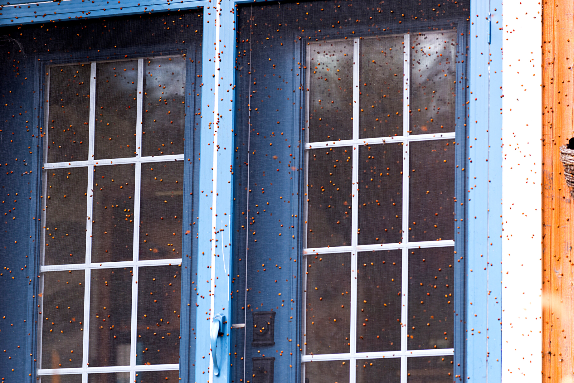 Invasion of ladybugs, what to do?